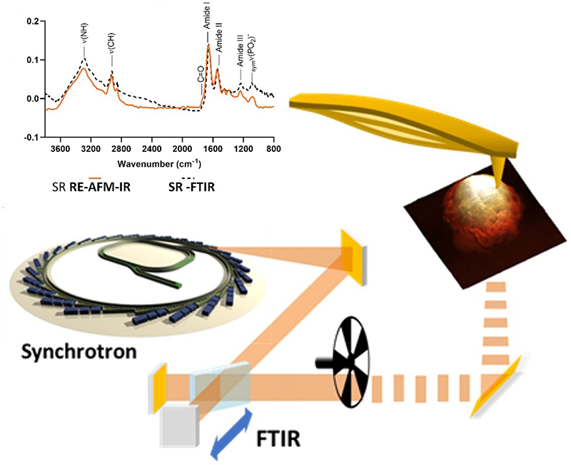 Synchrotron IR photothermal spectroscopy at the nanoscale ...