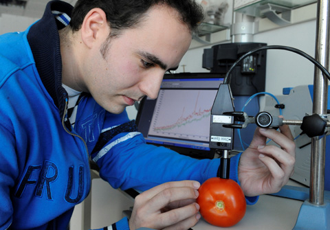 Portable Raman spectrometer to detect optimum ripeness in tomatoes ...