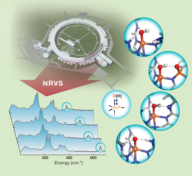 Nuclear resonance vibrational spectroscopy probes hydrogen bonds ...