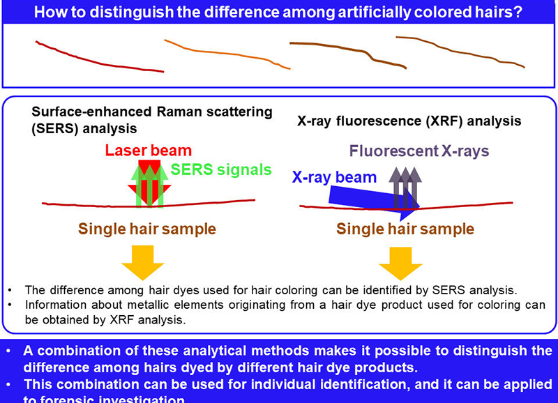 Portable SERS and XRF identify single dyed hair strand at crime scene ...