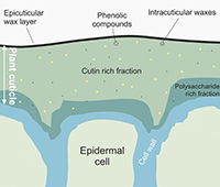 Plant Cuticle