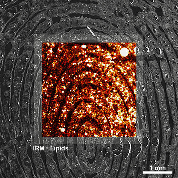 Leaving a mark on forensic science: how spectroscopic techniques have ...