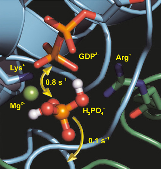 Protein reactions: resolved with tr-FT-IR | Spectroscopy Europe/World