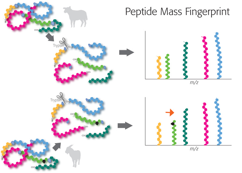 ZooMS: the collagen barcode and fingerprints | Spectroscopy Europe/World