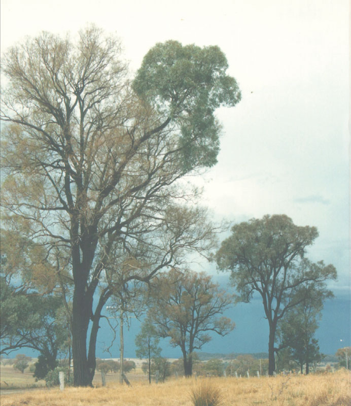 Near infrared reflectance spectroscopy in ecological studies of plant ...