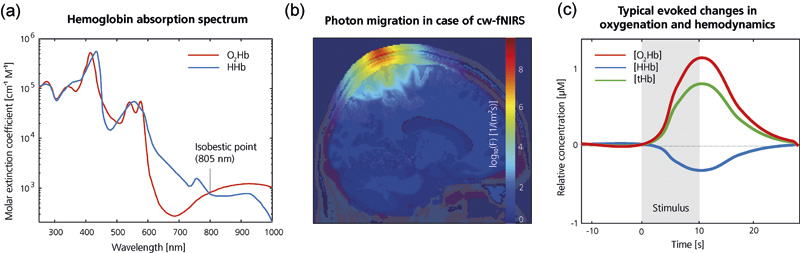Measuring brain activity using functional near infrared spectroscopy: a ...