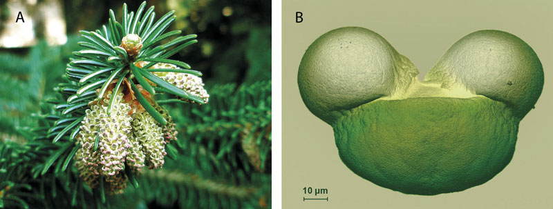 Pine Pollen Microscope