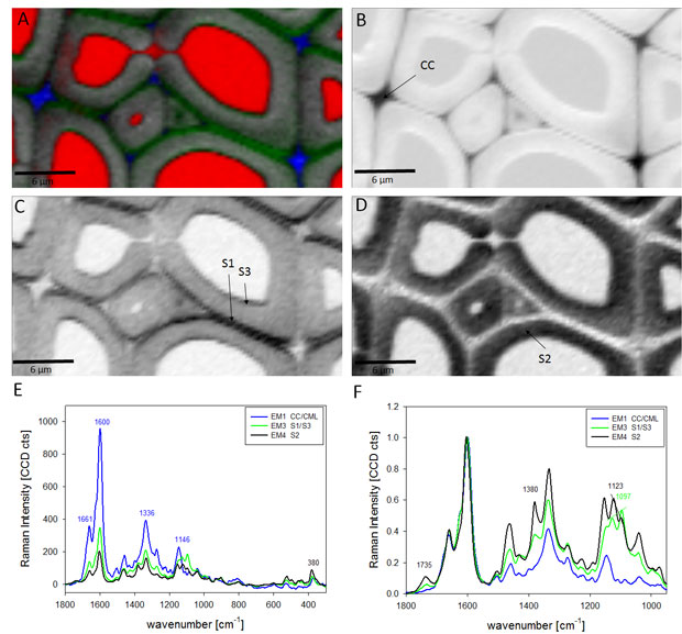 Elucidating structural and compositional changes in plant tissues and ...