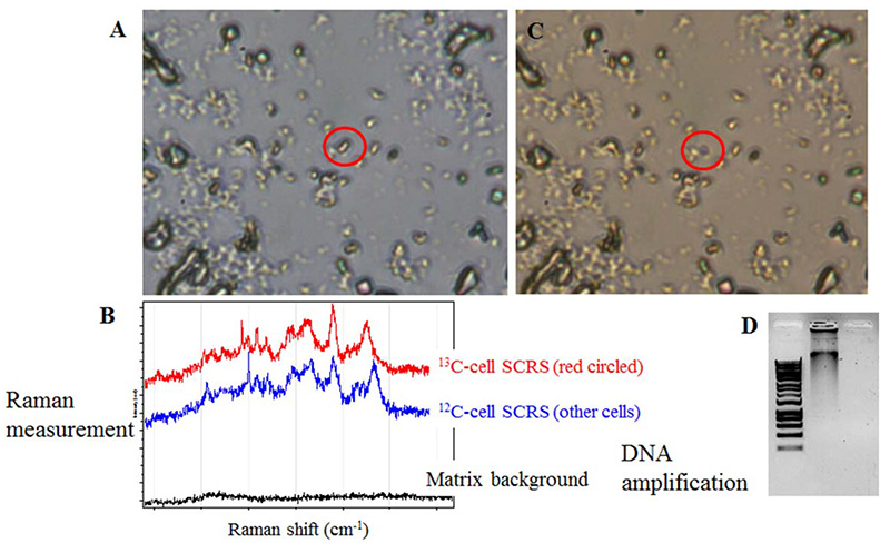 Probing and sorting single cells: the application of a Raman-activated ...