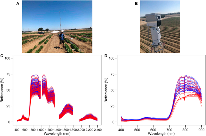 Drought resistance traits in beans using hyperspectral remote sensing ...
