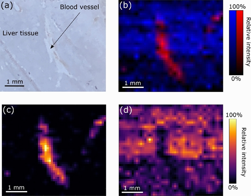 Mass spectrometry reveals action of drug compounds in tissue ...