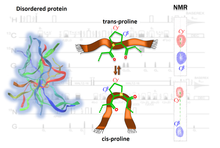 NMR method helps to understand the development of cancer and ...