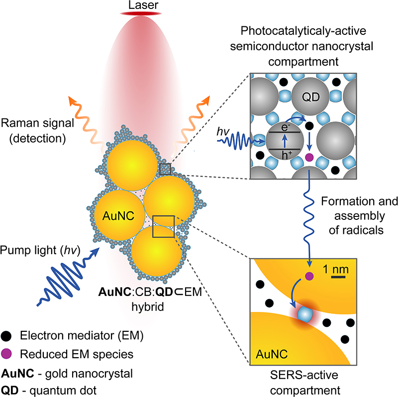 Self-assembled nano-device can perform SERS | Spectroscopy Europe/World