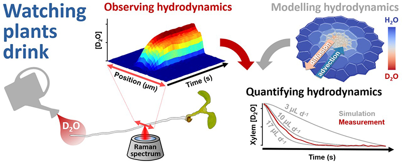 Raman imaging reveals plants “drinking” water in real-time ...