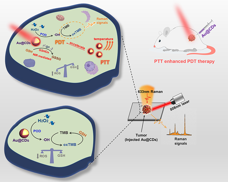 SERS monitors tumour photodynamic therapy | Spectroscopy Europe/World