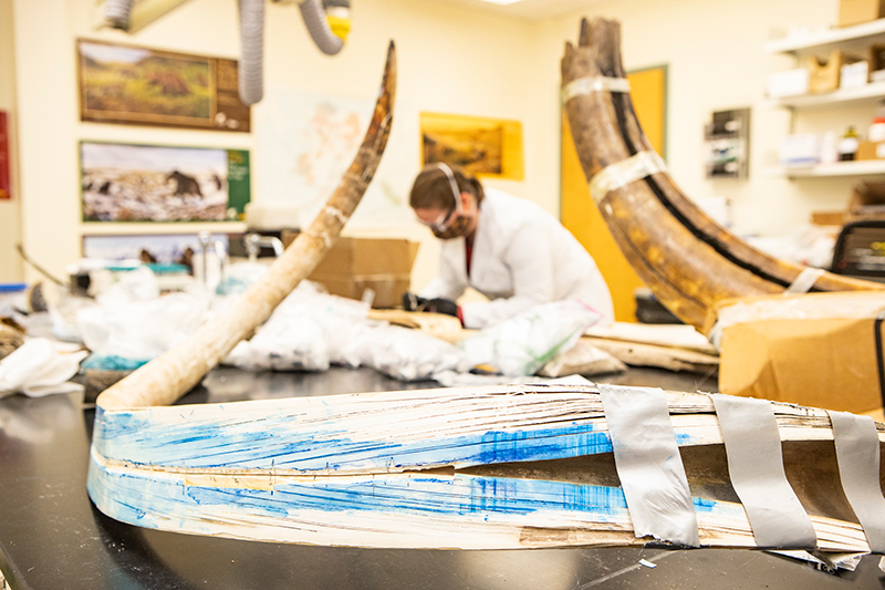 Of mouse teeth and mammoth tusks | Spectroscopy Europe/World