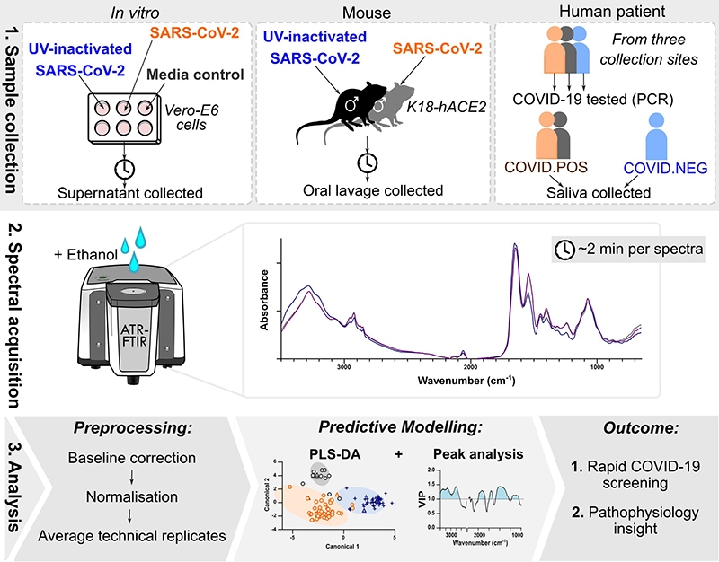 Proof-of-concept for COVID-19 detection with FT-IR-based saliva ...