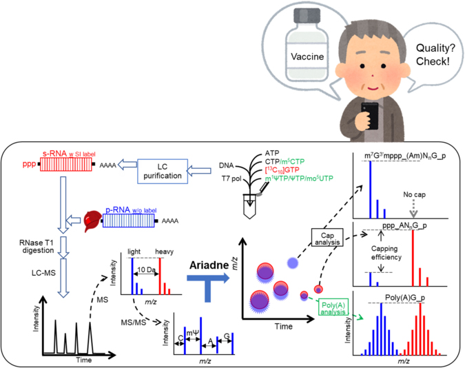 Mass spectrometry for quality control of mRNA medications ...